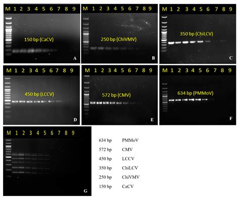 a simplified multiplex pcr assay for simultaneous detection of six