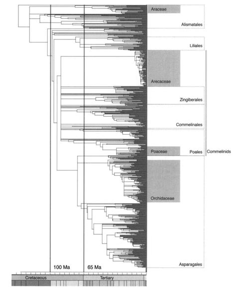 Chronogram Resulting From The Pathd8 Analysis Of The 800 Monocot Data