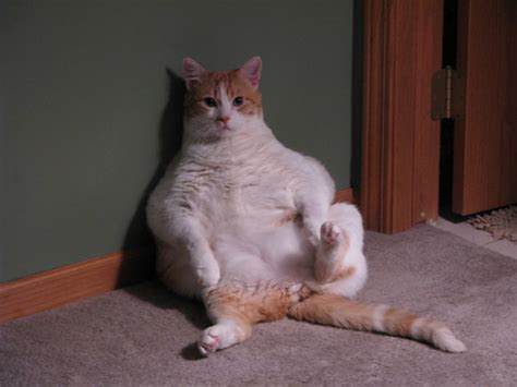 Fat Cat Picture Moe Well Actually My Wifes Cat But Yo Flickr