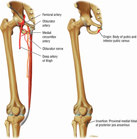 The Hip Musculoskeletal Key