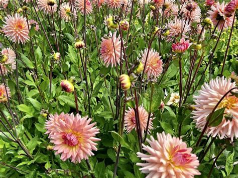 Dahlia Florida Plantas Asteraceae Imagen De Archivo Imagen De Cubo
