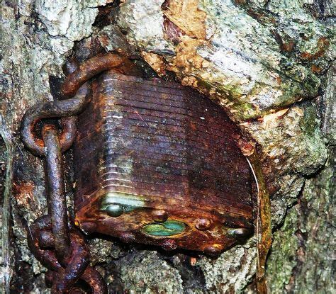 Trees Absorbing Objects Ideas In Growing Tree Unique Trees Weird Trees