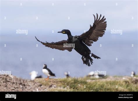 Crow Common Shags Ruderfuesser Tiere Voegel European Shag Phalacrocorax Aristotelis Adult