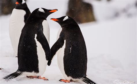 Українські полярники показали фотографії закоханих пінгвінів ФОТО Вечірній Київ