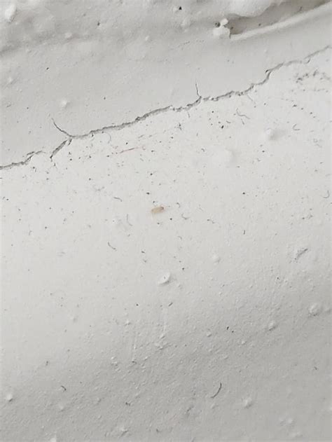 What Are These Tiny Almost Microscopic Bugs In And Around My House R Whatsthisbug