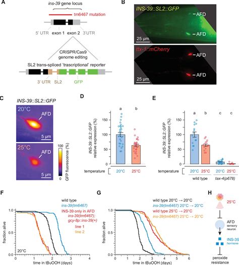 Neuronal Temperature Perception Induces Specific Defenses That Enable C