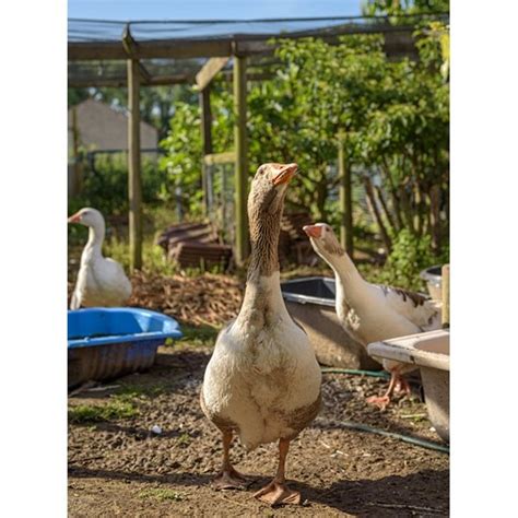 Какви са изискванията при отглеждане на гъски Български Фермер