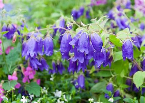 15 Best Beautiful Types Of Bellflowers