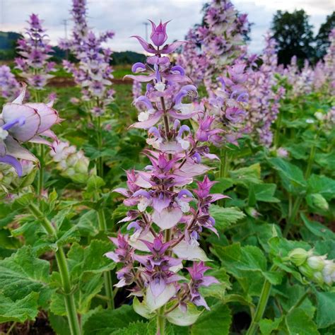 Clary Sage Organic Adaptive Seeds