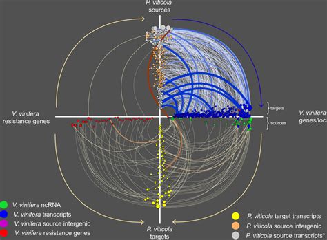 Bidirectional Cross Species SRNA Mediated Gene Regulation During The Download Scientific