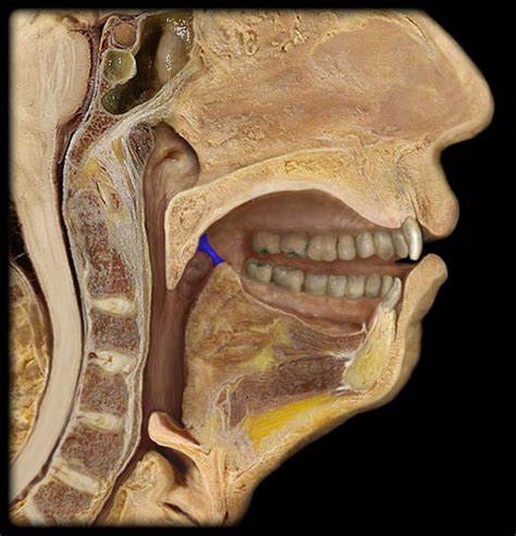 LAB EXAM Flashcards Quizlet