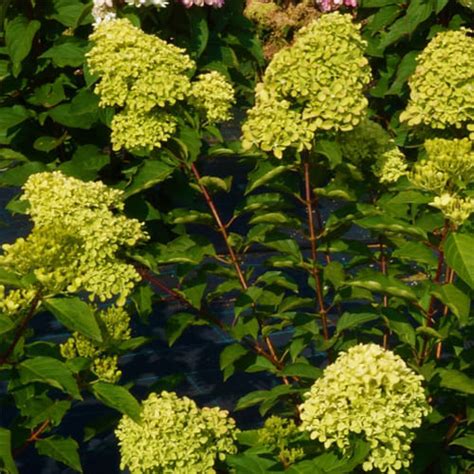 Гортензия метельчатая Perle de Festival (Жемчужина фестиваля)