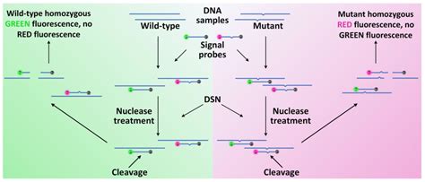 State Of The Art Fluorescent Probes Duplex Specific Nuclease Based