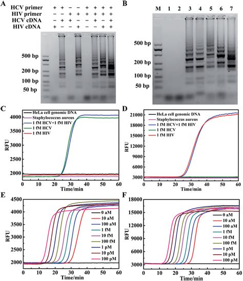 multiplexed sp based lamp assay for hcv and hiv cdnas a gel image of