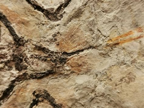 Fossile Complet Doiseau Avec Plumes De Queue Squelette Fossile Squelette Fossile Catawiki