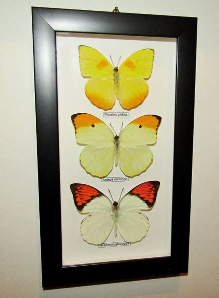 Украшение настенное интерьерное Пиериды в рамке купить по доступным ценам в интернет магазине