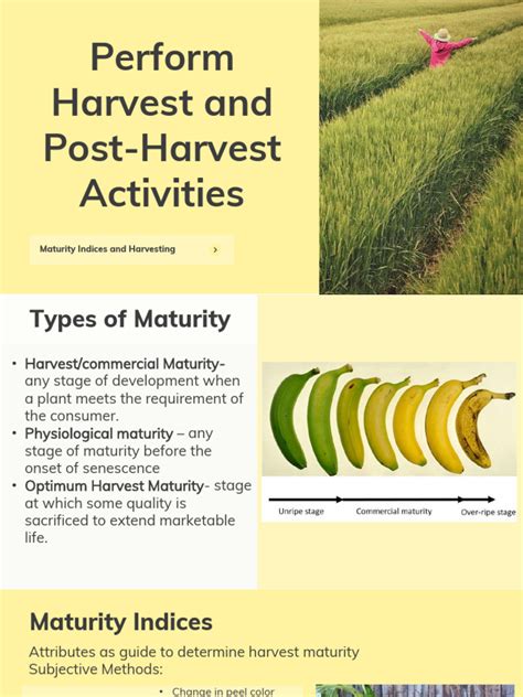 Perform Harvest And Post Harvest Activities Pdf Postharvest Cereals