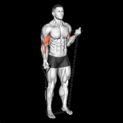 Alternating Dumbbell Curl Guide Muscles Worked Tips Athlemove