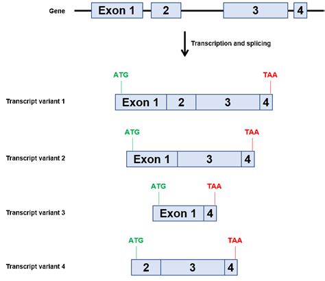 Genes Accession Number Dna Based Tools Genecopoeia™