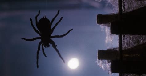 Aracnofobia Tem Cura Conheça O Tratamento Para Quem Tem Medo De Aranhas