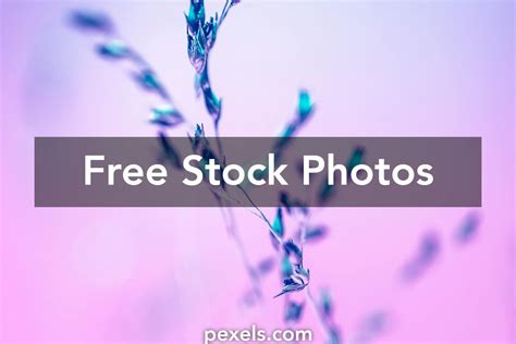 Leaf Chromatography Experiment Photos Download The Best Free Leaf Chromatography Experiment