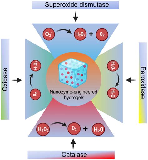 Nanozyme Engineered Hydrogels For Anti Inflammation And Skin Regeneration Pmc