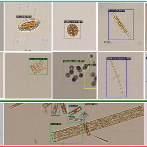 Examples Of Algal Detection Results The Classification Results Are Download Scientific Diagram