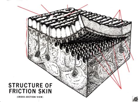 Structure Of Friction Skin Diagram Quizlet