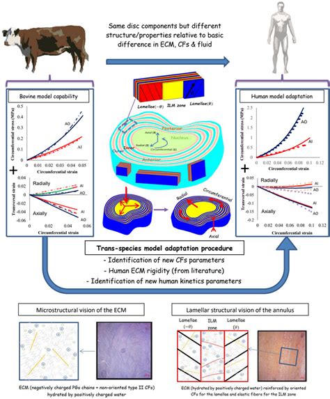 Hybrid Experimental Modeling Strategy For The Trans Species Transfer Download Scientific