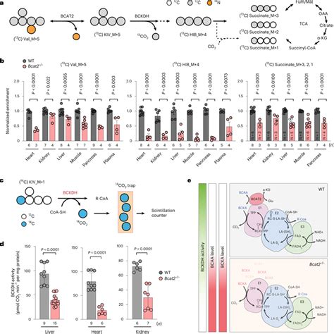 Bcat2 Deficiency Impairs Bckdh Catalysed Bcka Oxidation A Schematic Of