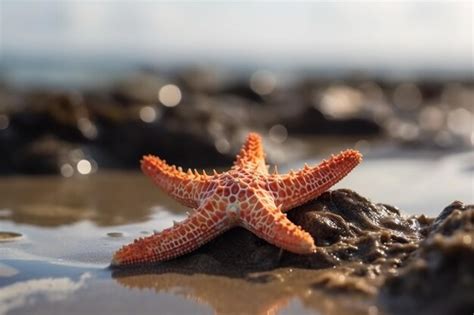 Premium Photo Closeup Of Pretty Starfish On A Summer Day