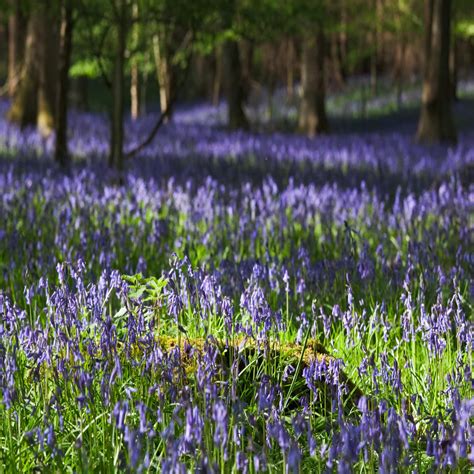 Bluebell Wildflower Seed - Our Wildflower Ranges | Green-tech