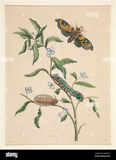 Plate 39 From “metamorphosis Insectorum Surinamensium” Artist Pieter