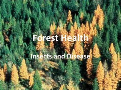 PPT Forest Health PowerPoint Presentation Free Download ID