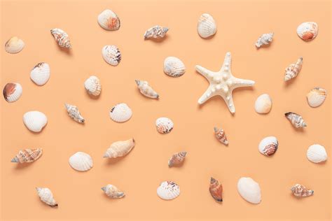 파스텔 복숭아 배경에 다양한 조개 껍질의 평평한 평지 아름다운 추상여름 해변 배경 맨 위 보기입니다 0명에 대한 스톡 사진 및 기타 이미지 Istock