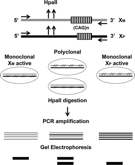 Schematic Diagram Of The Humara Assay Maternal And Paternal X