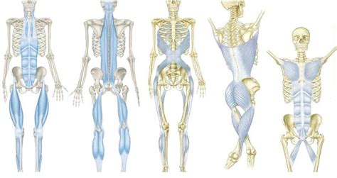 Fascia 101 Myofascial Slings Moushus Pilates
