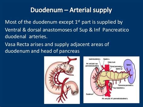 Anatomy Of Duodenum Duodenum Structure Ppt Of Duodenum Power Point…
