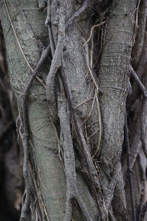 Close Up Roots Of The Tree Stock Image Image Of Team