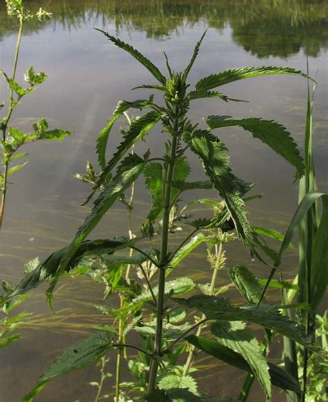 Nettle Fen Fen Nettle Stingless Nettle Wild Flower Finder