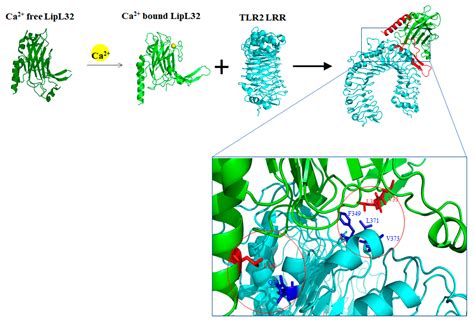 Insight Into The Structure Functions And Dynamics Of The Leptospira