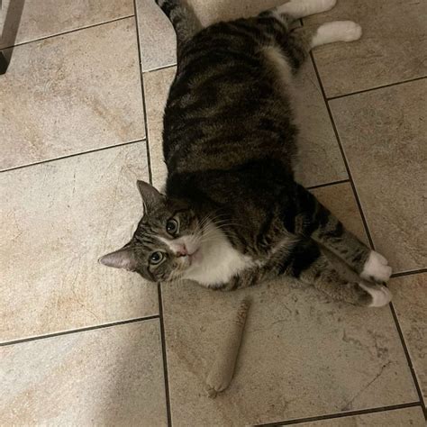 Catnip Pre Roll Joints For Cats Who Suck At Rolling Fleece