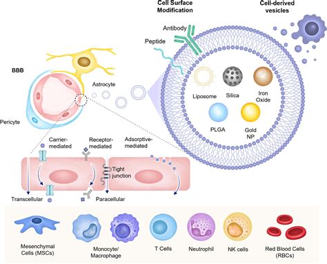 Figure 2 From Nanoparticle Based Combinational Strategies For