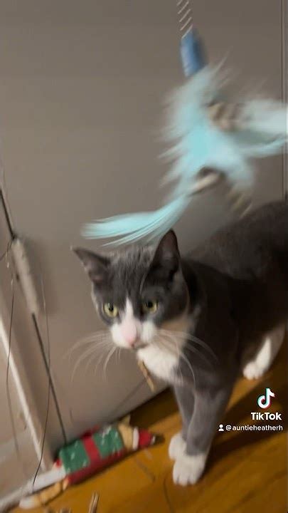 Foster Kitty Milo Having Playtime Youtube