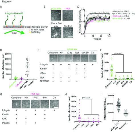 Phase Separation Is Sufficient To Reconstitute Kindlin Dependent Download Scientific Diagram