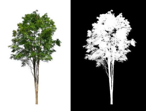 Tree Dxf Stock Photos Images And Backgrounds For Free Download