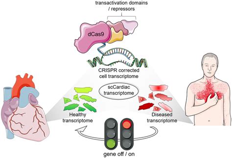 The Era Of Transcription Profile Analyses And Transcriptional