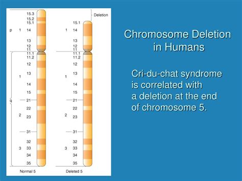 Ppt Chromosomal Mutations Powerpoint Presentation Free Download Id