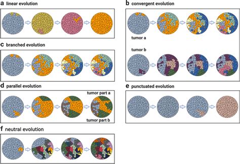 Models Of Cancer Evolution Light Blue Represents Normal Somatic Cells Download Scientific
