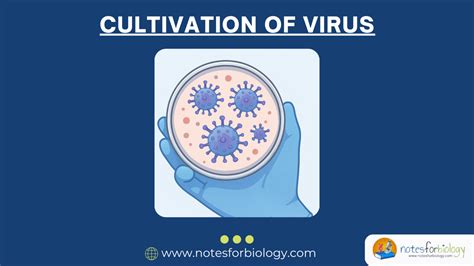 Cultivation Of Virus Best Biology Notes Reference